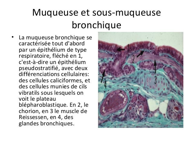 Systeme respiratoire