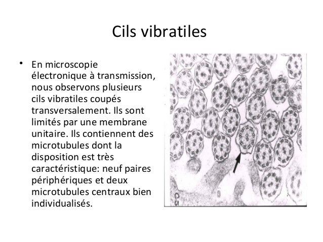 Systeme respiratoire