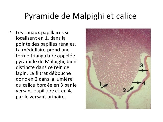 Systeme urinaire