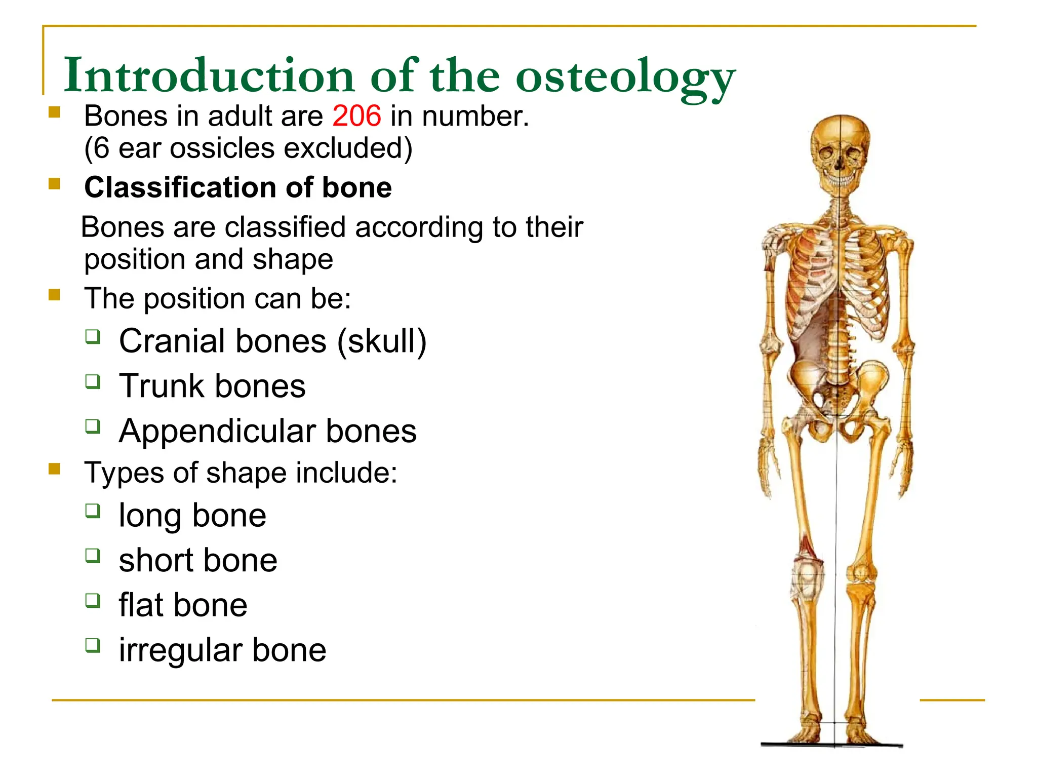 Systemic Anatomy_01_Chinese University_ Osteology.ppt