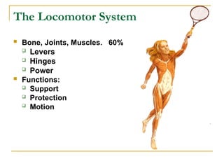 Systemic Anatomy_01_Chinese University_ Osteology.ppt