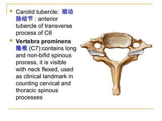 Systemic Anatomy_01_Chinese University_ Osteology.ppt