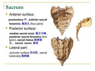 Systemic Anatomy_01_Chinese University_ Osteology.ppt