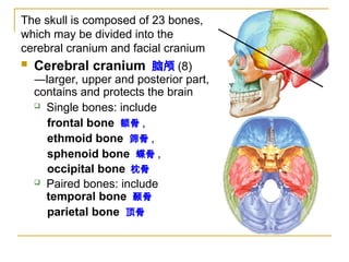 Systemic Anatomy_01_Chinese University_ Osteology.ppt