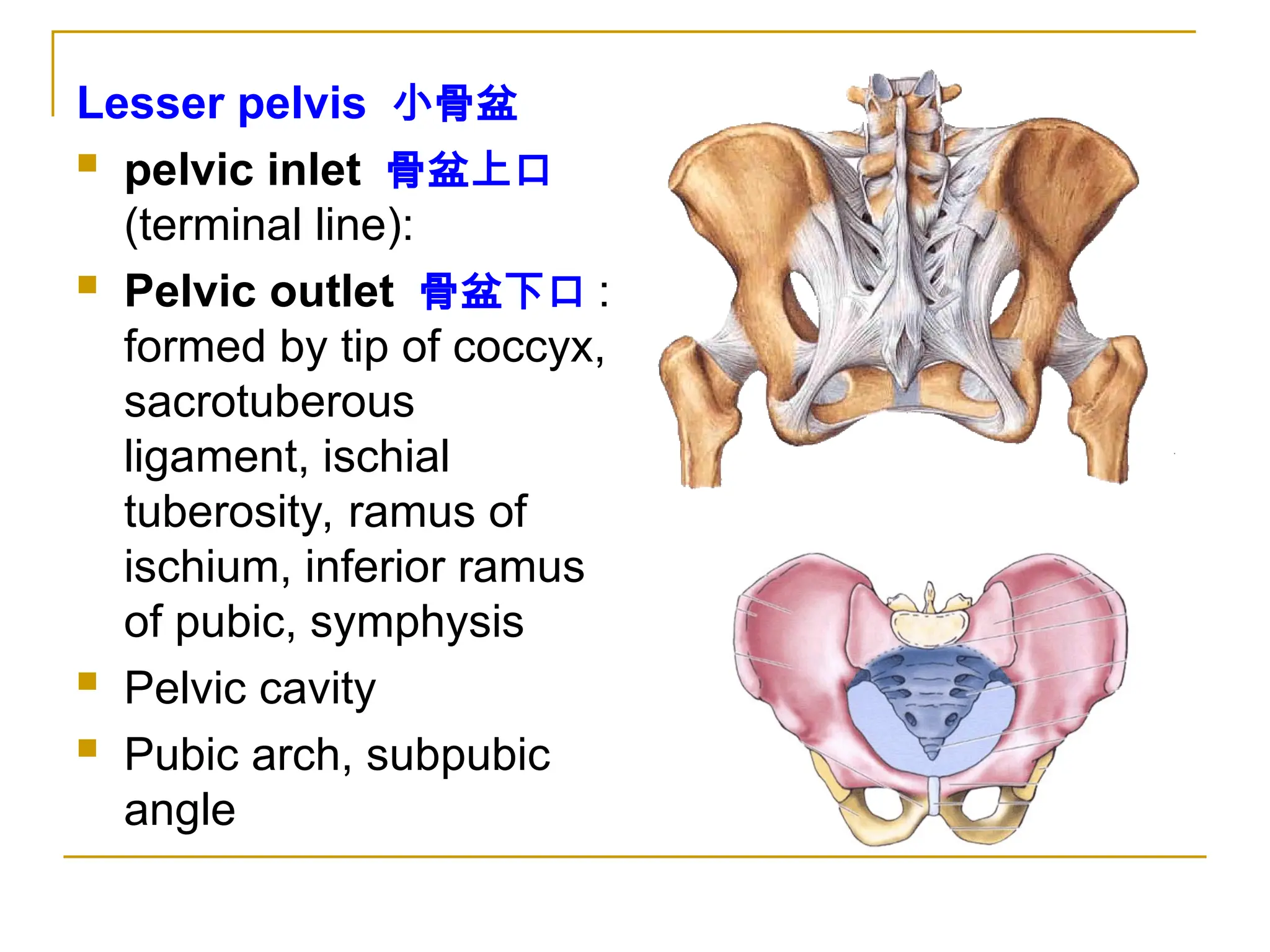 Systemic Anatomy_02_ Chinese University_Arthrology.ppt | Free Download
