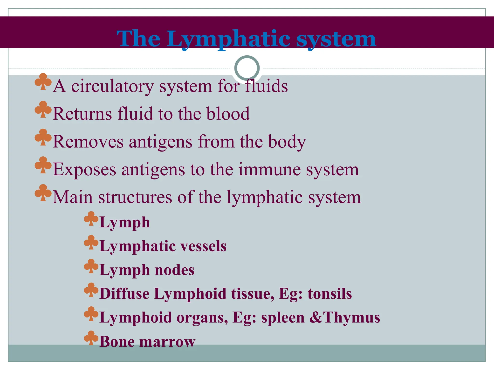 Systemic Anatomy_13_ Chinese University_LymphaticSystem.ppt