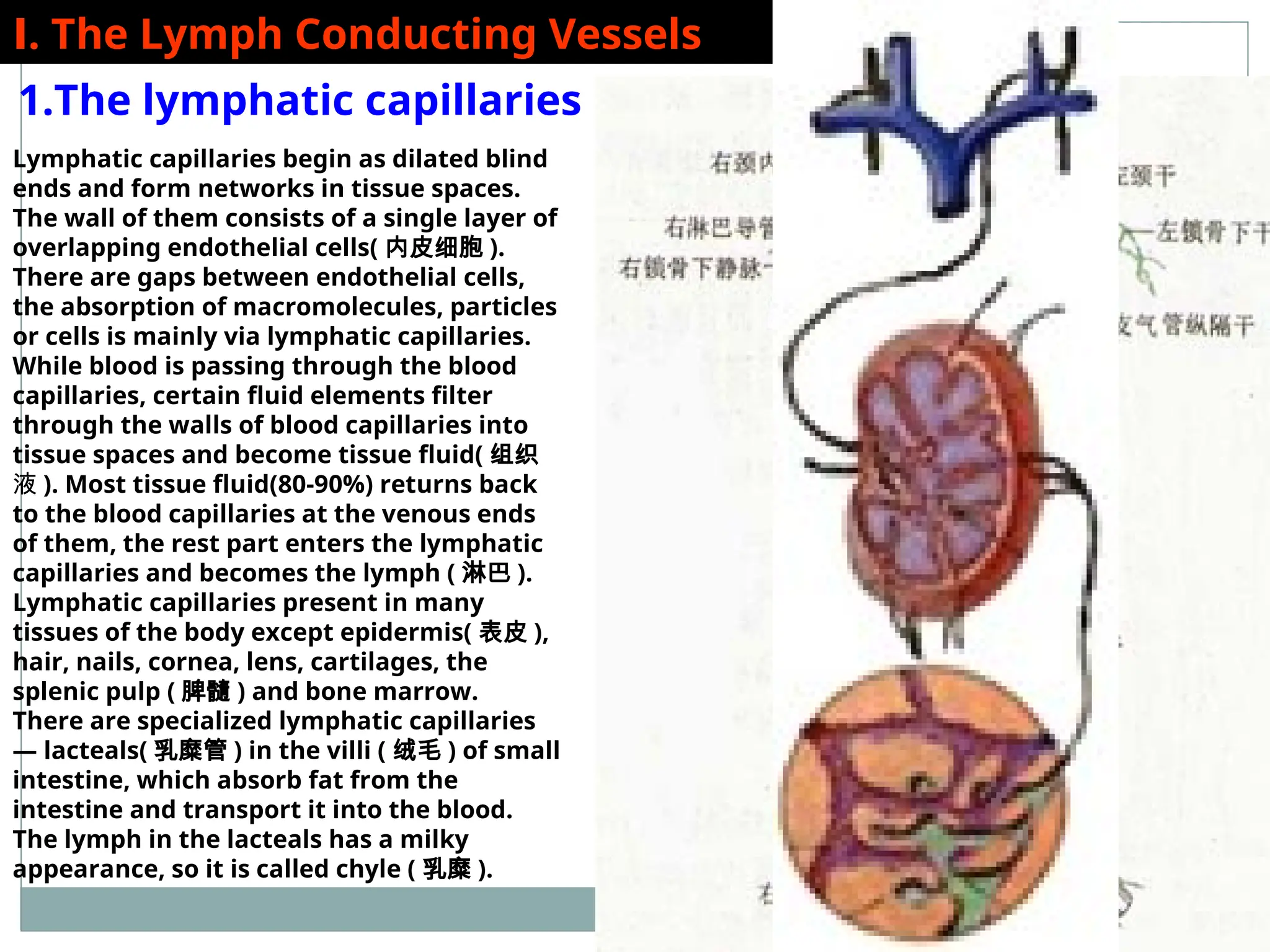 Systemic Anatomy_13_ Chinese University_LymphaticSystem.ppt