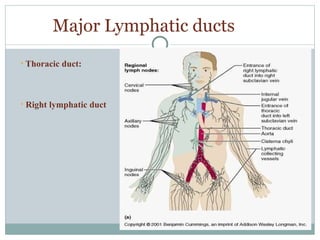 Systemic Anatomy_13_ Chinese University_LymphaticSystem.ppt