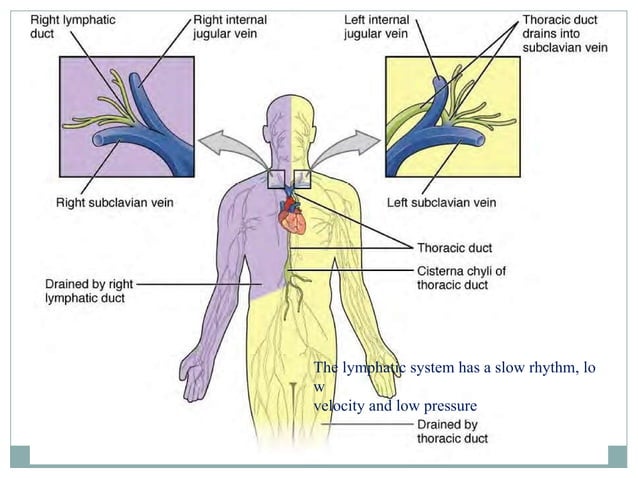 Systemic Anatomy_13_ Chinese University_LymphaticSystem.ppt | Death ...