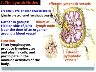 Systemic Anatomy_13_ Chinese University_LymphaticSystem.ppt