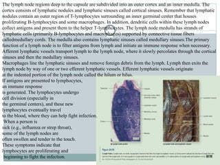 Systemic Anatomy_13_ Chinese University_LymphaticSystem.ppt