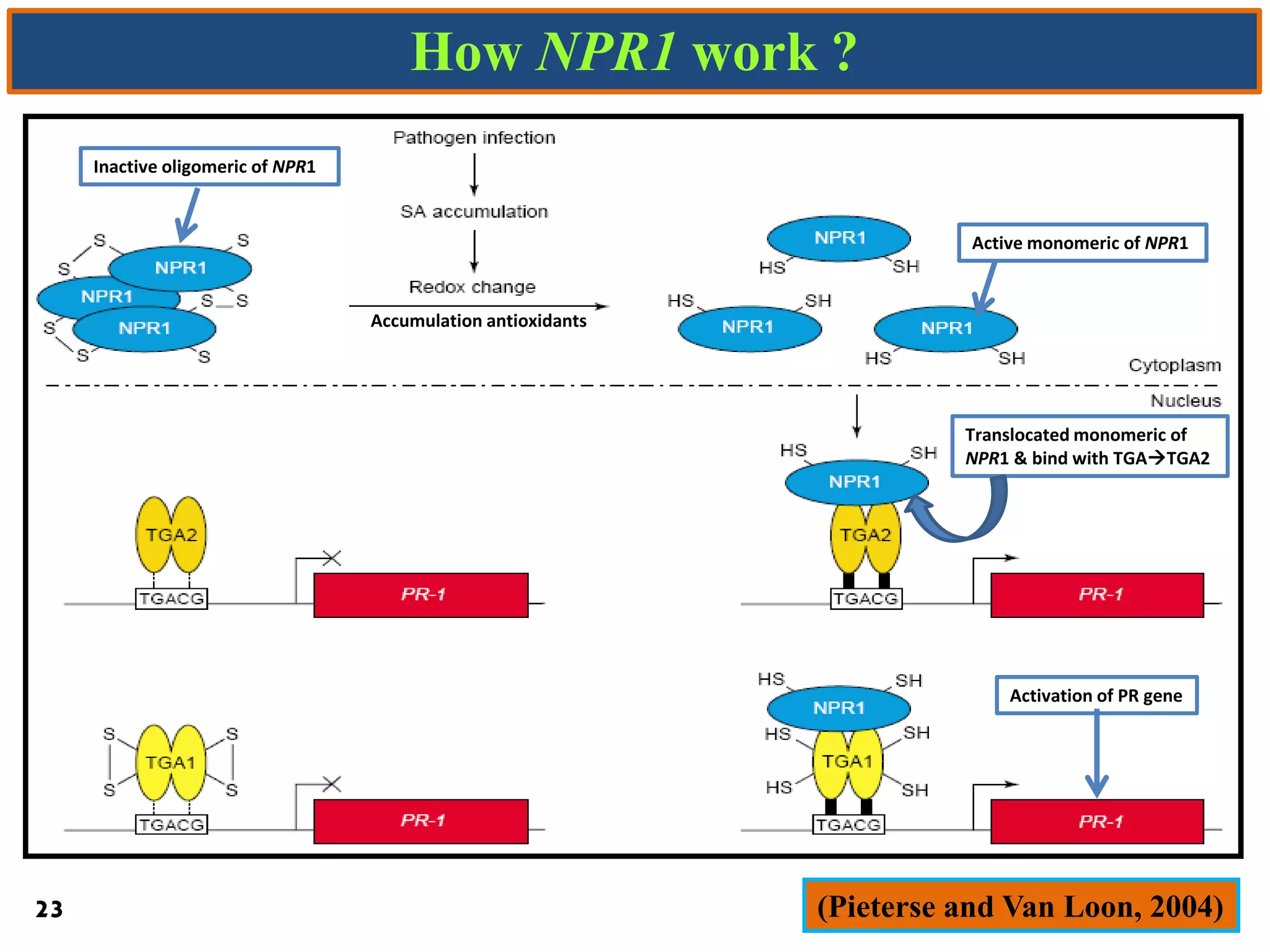 Systemic Acquired Resistance (SAR) and it’s Significance in Plant ...