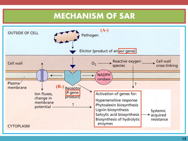 Systemic Acquired Resistance (SAR) and it’s Significance in Plant ...