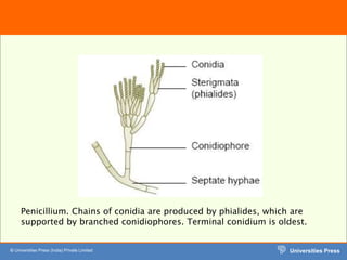 systemic and opp fungal inf.pptx