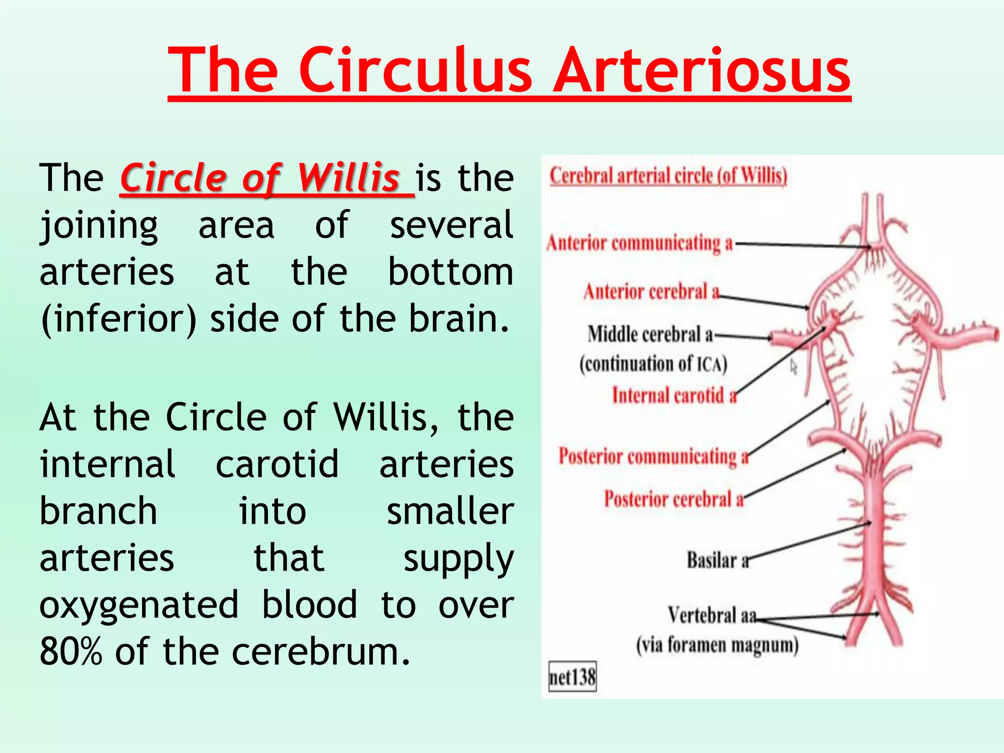 systemic and pulmonary circulation.pdf
