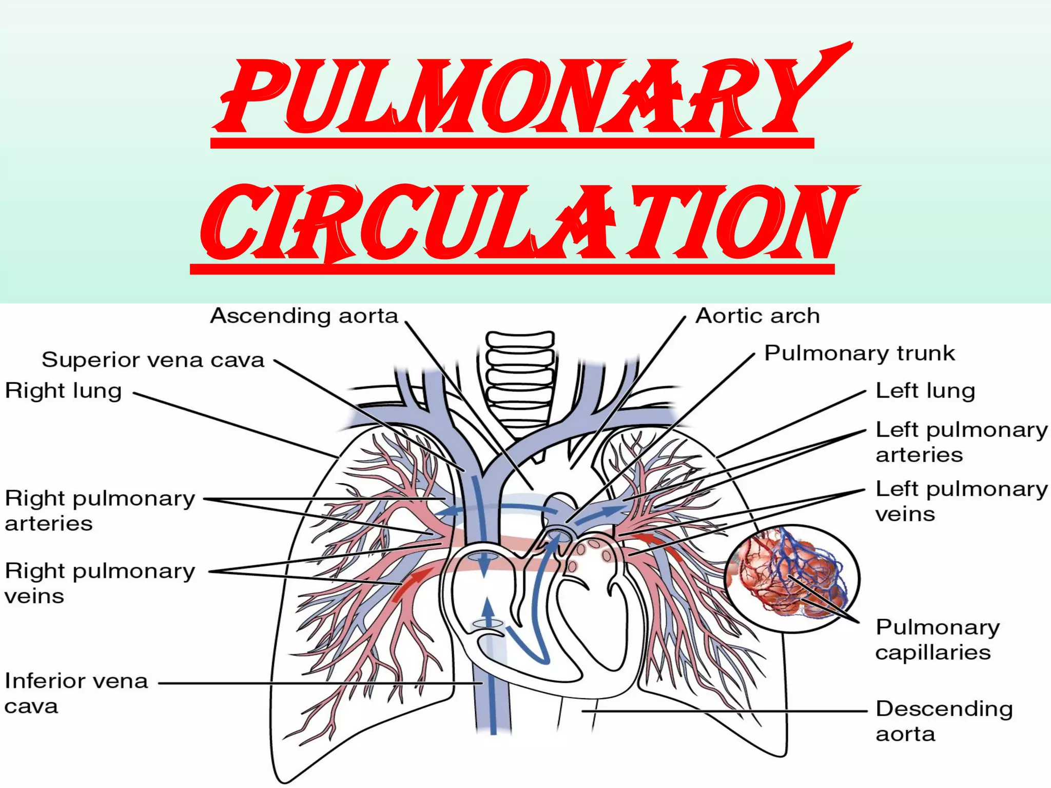 systemic and pulmonary circulation.pdf
