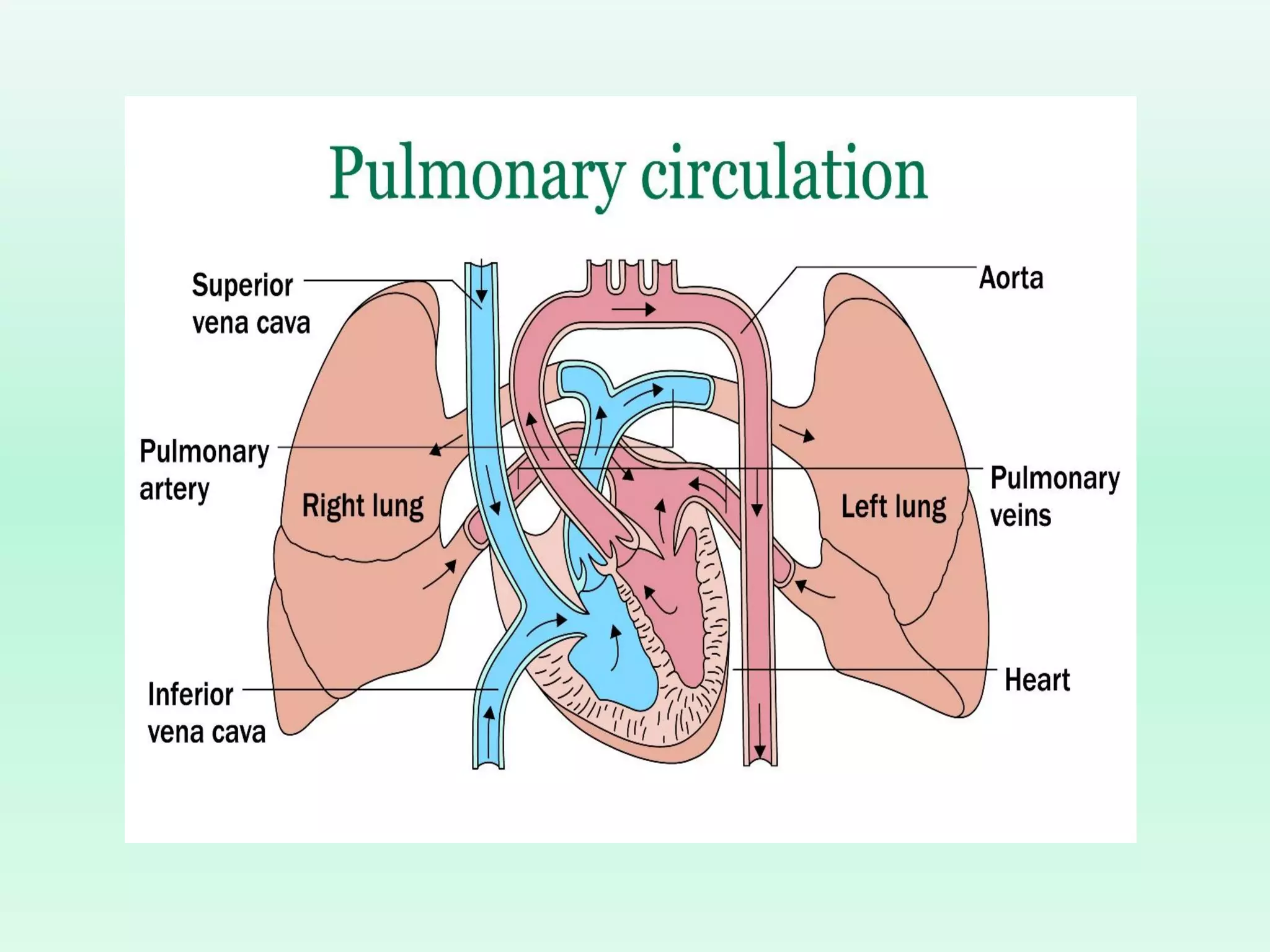 systemic and pulmonary circulation.pdf
