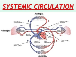 systemic and pulmonary circulation.pdf