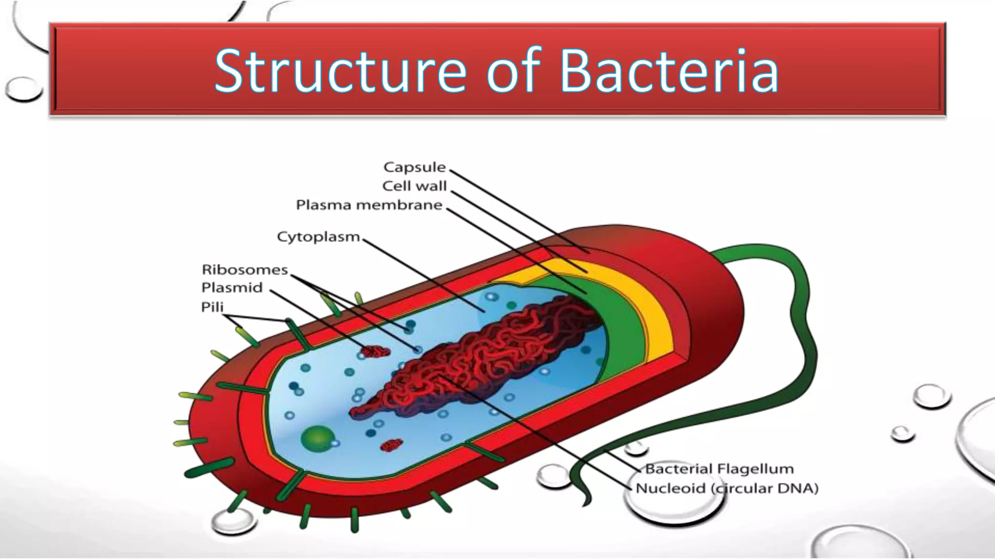 Systemic antibiotics in endodontics | PPT