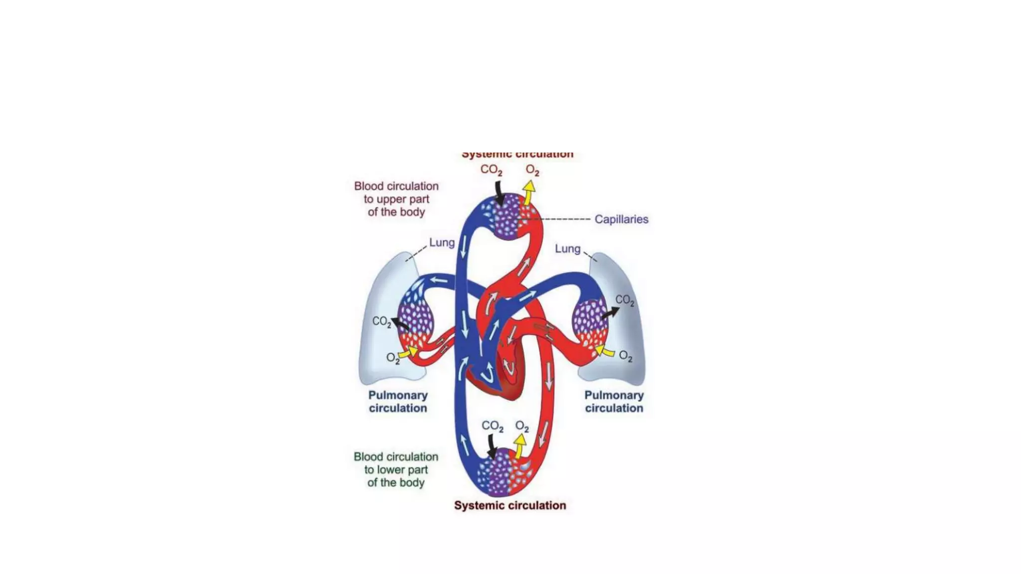 SYSTEMIC CIRCULATION.pptx