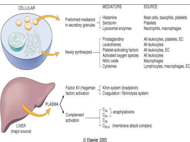 Systemic effects of acute inflammation and granuloma | PPTX | Blood ...