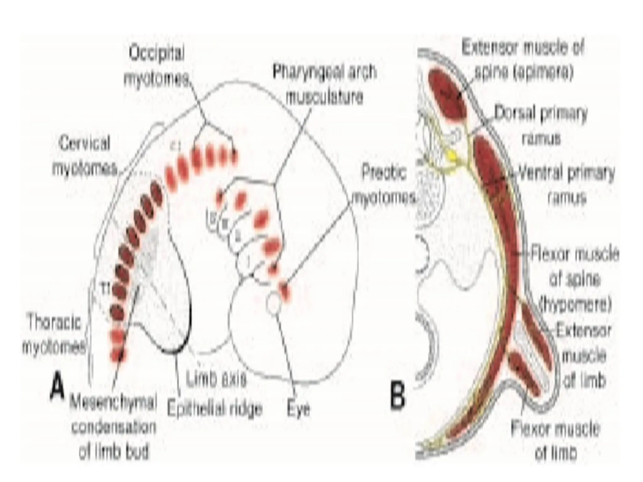 systemic embryology.pptx by Abdullahi Muktar | PPTX