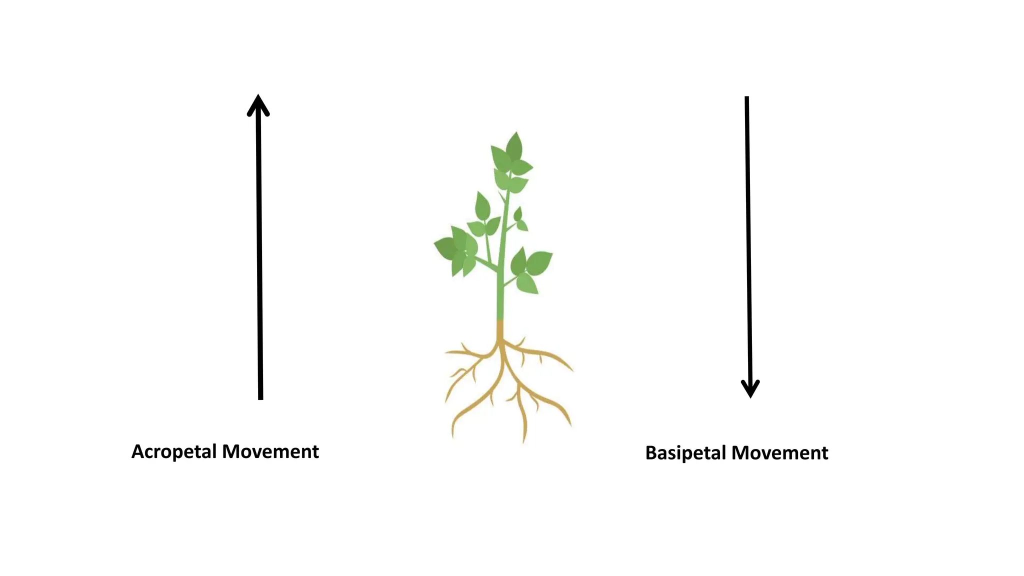 Systemic Fungicides Pathology211* agricu | PPTX