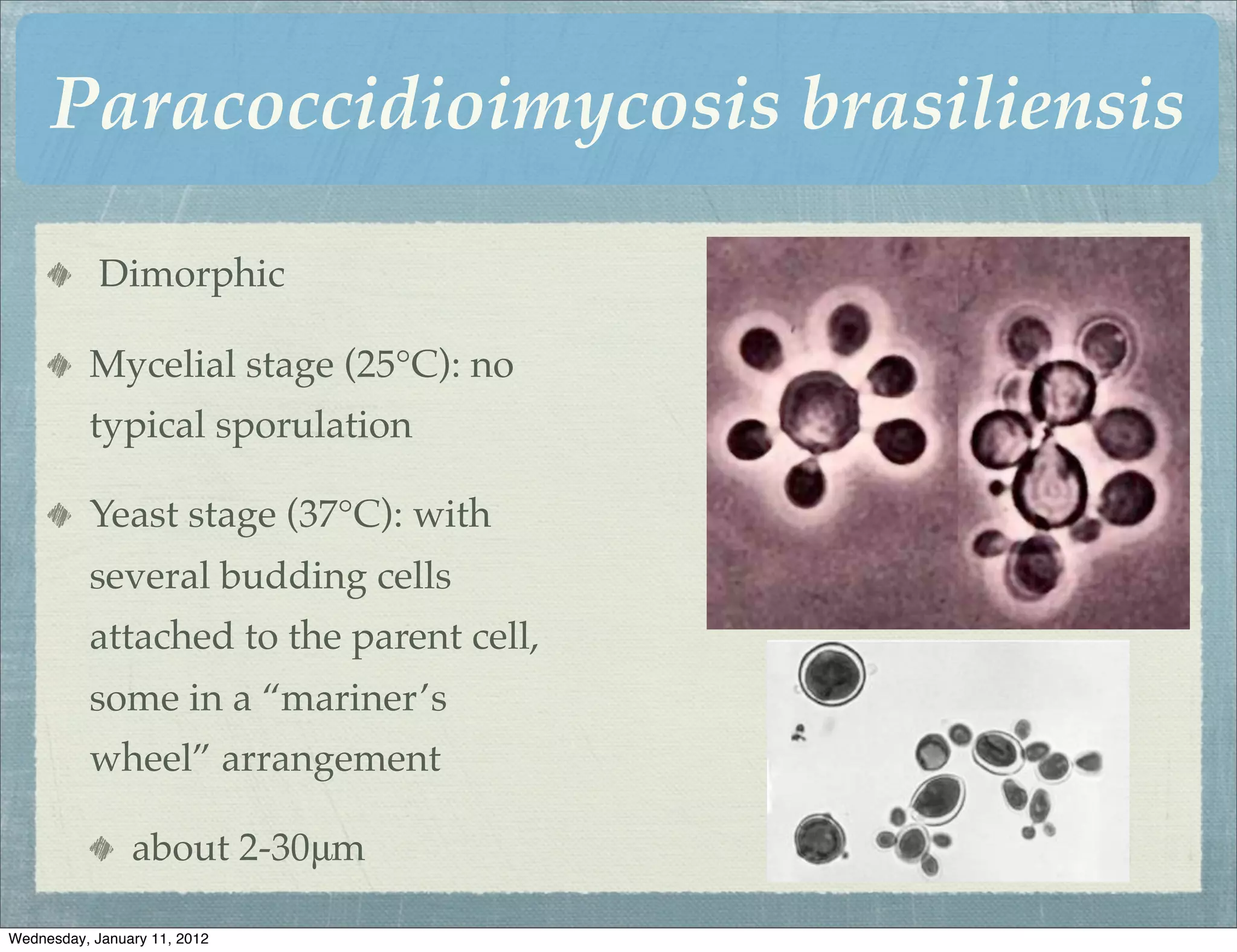 Systemic mycoses | PDF