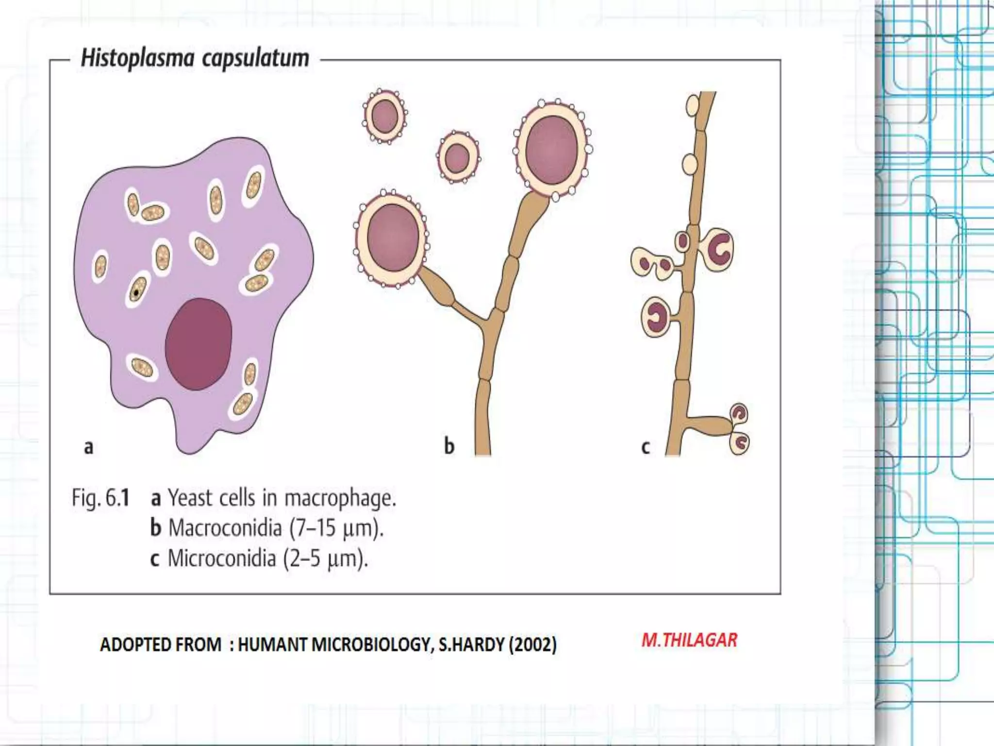 SYSTEMIC MYCOSES ` | PPSX | Skin and Dermatology | Diseases and Conditions