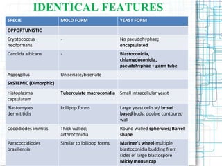 SYSTEMIC MYCOSES ` | PPSX