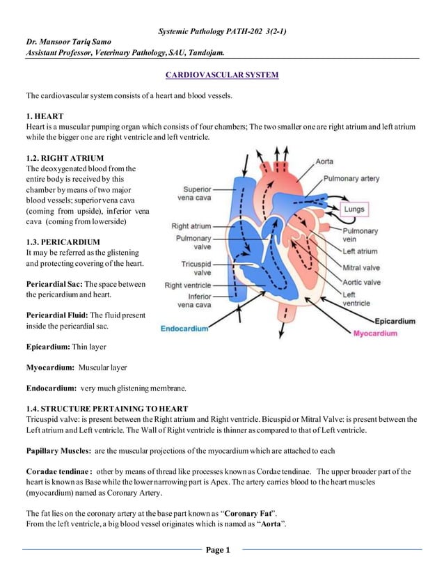 Systemic pathology cardiovascular system | PDF