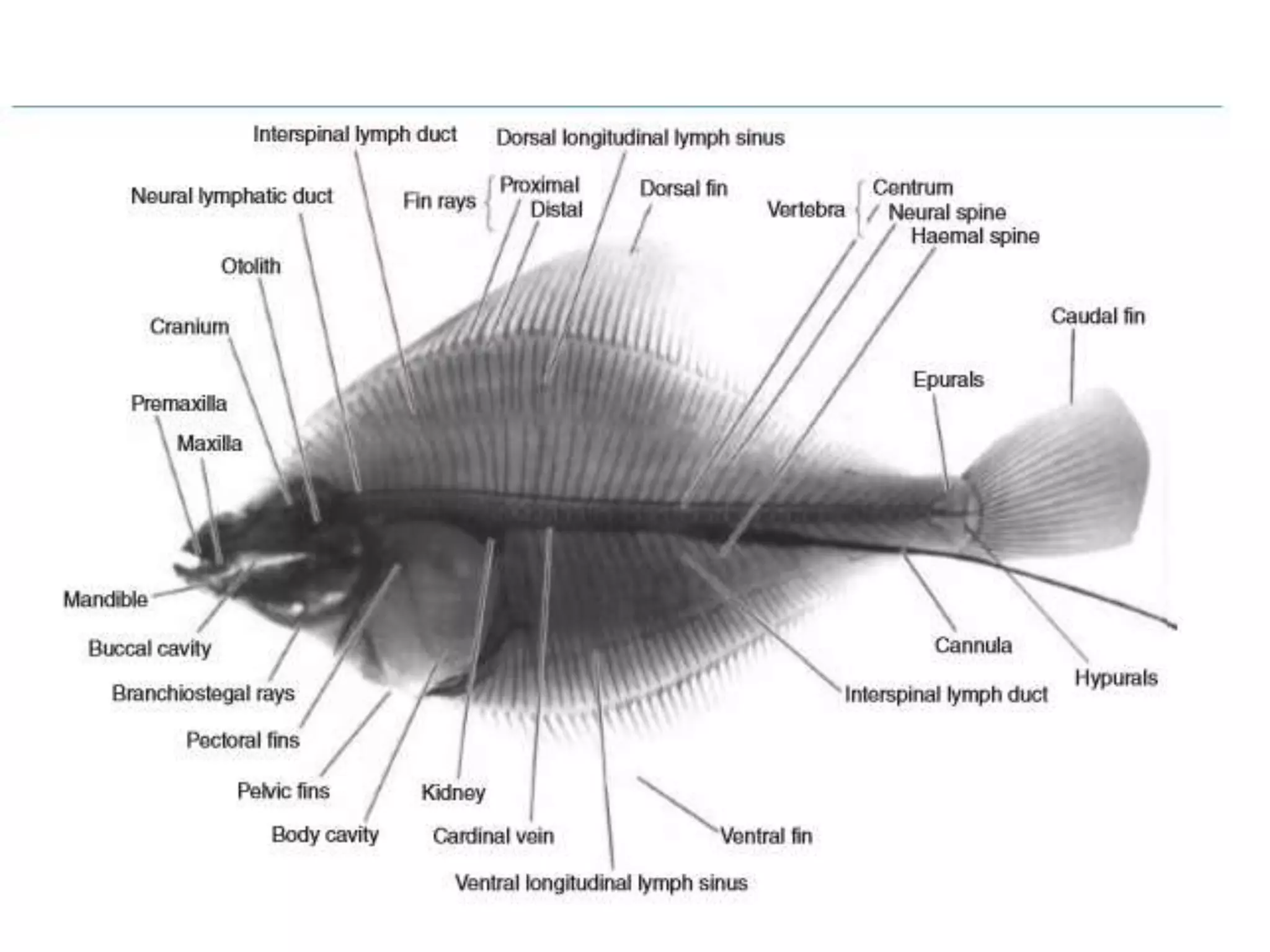 Systemic pathology - respiratory, musculoskeletal systems Of Fish | PPTX