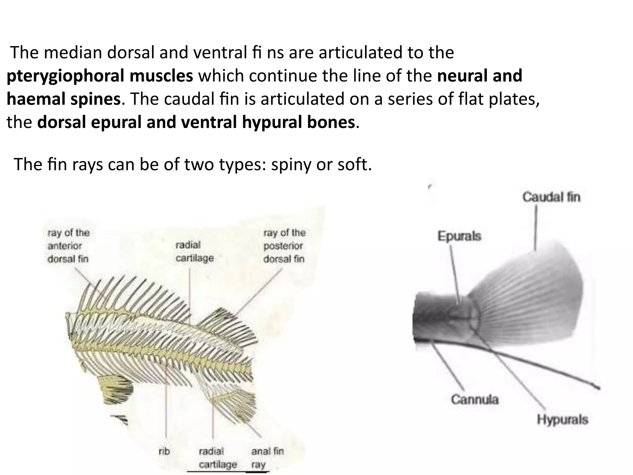 Systemic pathology - respiratory, musculoskeletal systems Of Fish | PPTX