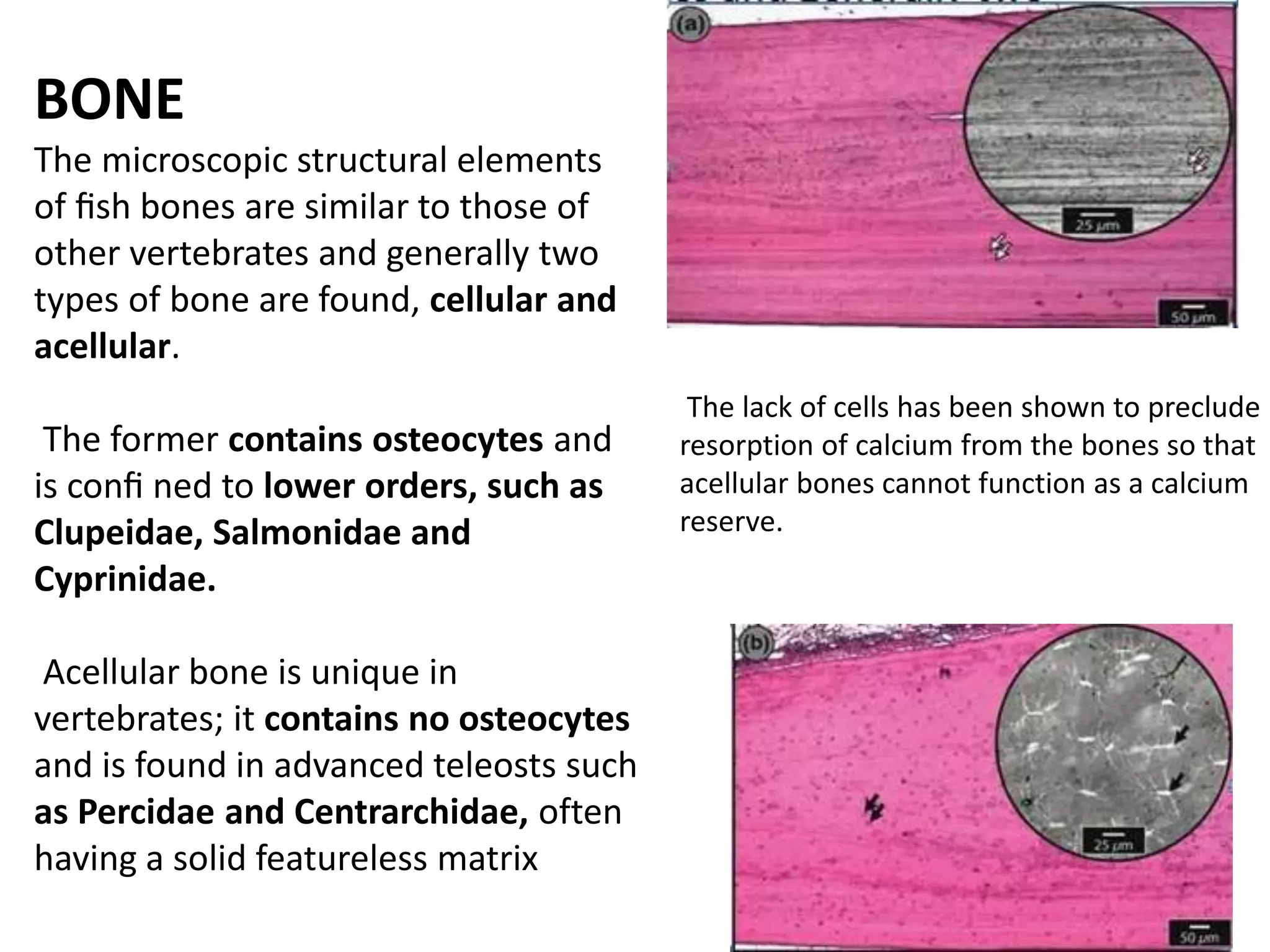 Systemic pathology - respiratory, musculoskeletal systems Of Fish | PPTX