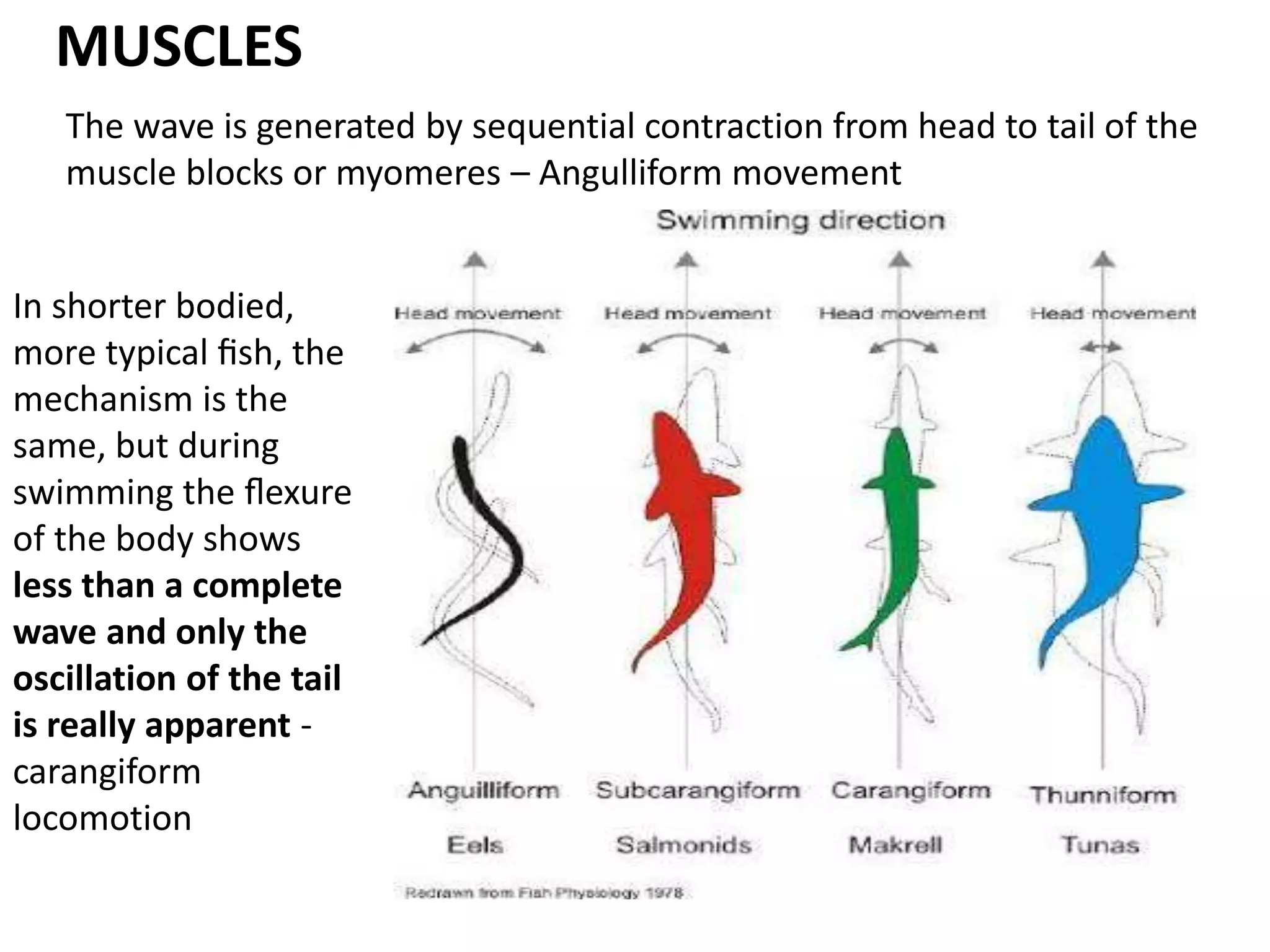 Systemic pathology - respiratory, musculoskeletal systems Of Fish | PPTX