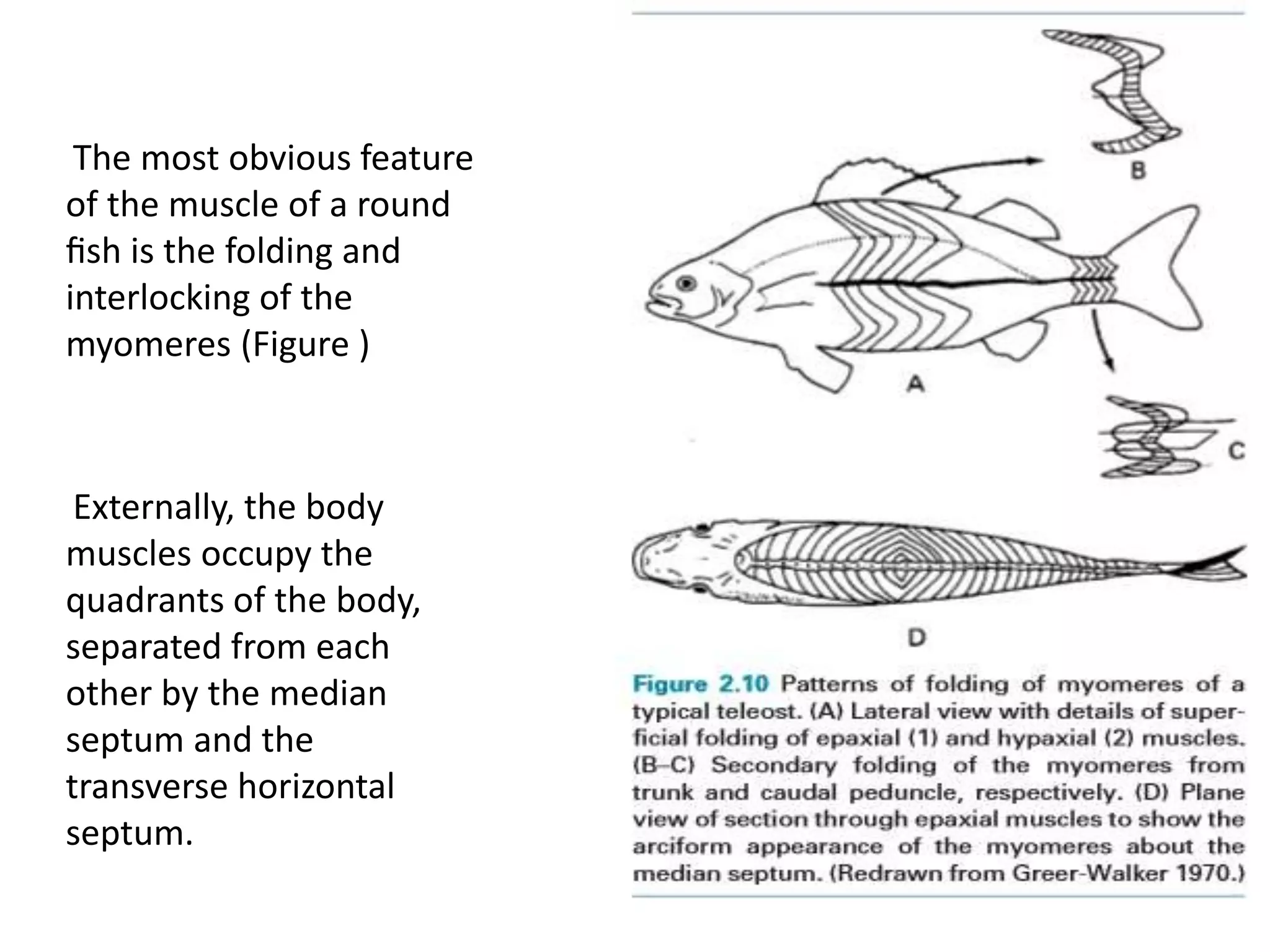 Systemic pathology - respiratory, musculoskeletal systems Of Fish | PPTX