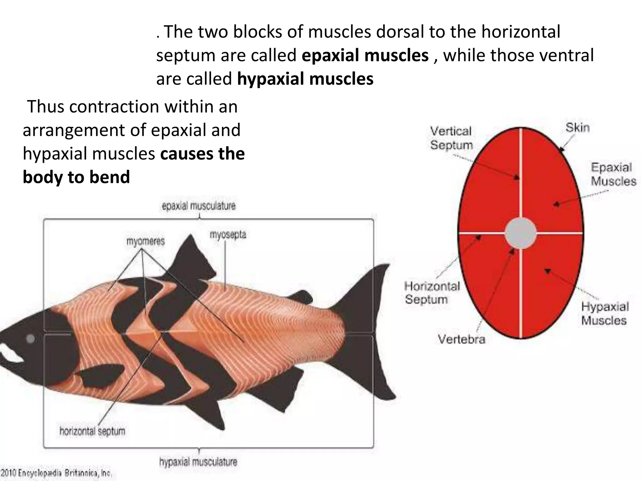 Systemic pathology - respiratory, musculoskeletal systems Of Fish | PPTX