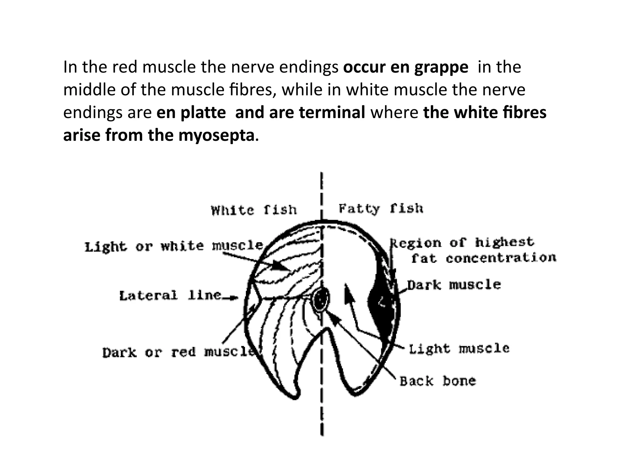 Systemic pathology - respiratory, musculoskeletal systems Of Fish | PPTX