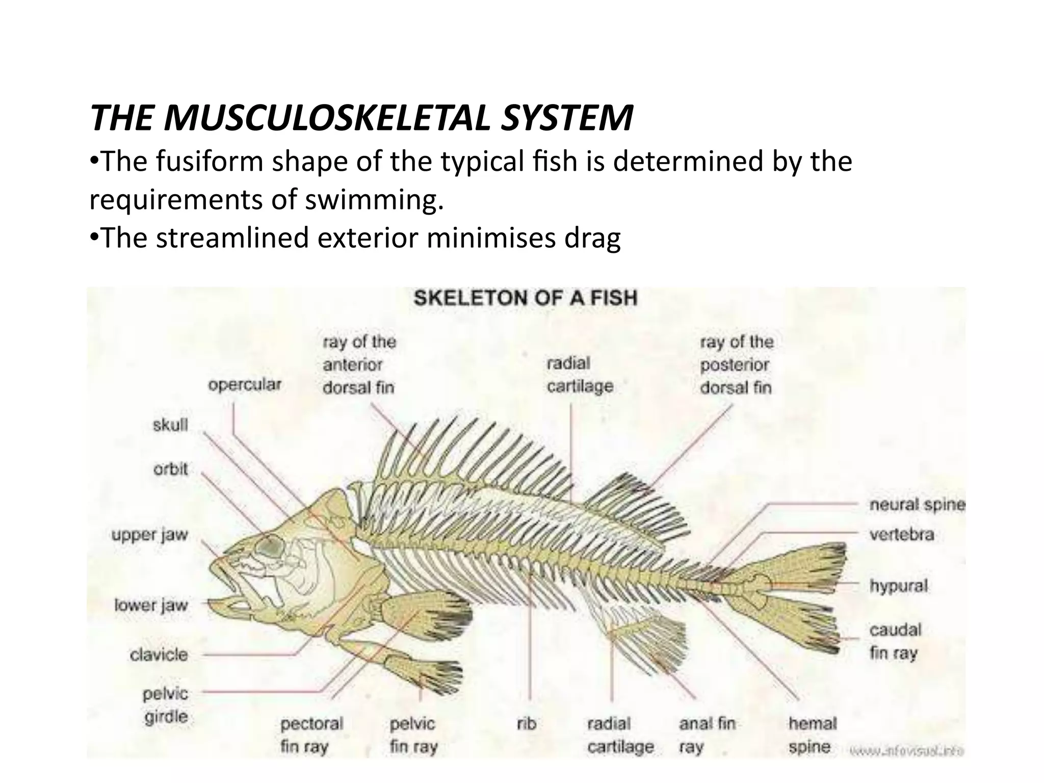 Systemic pathology - respiratory, musculoskeletal systems Of Fish | PPTX