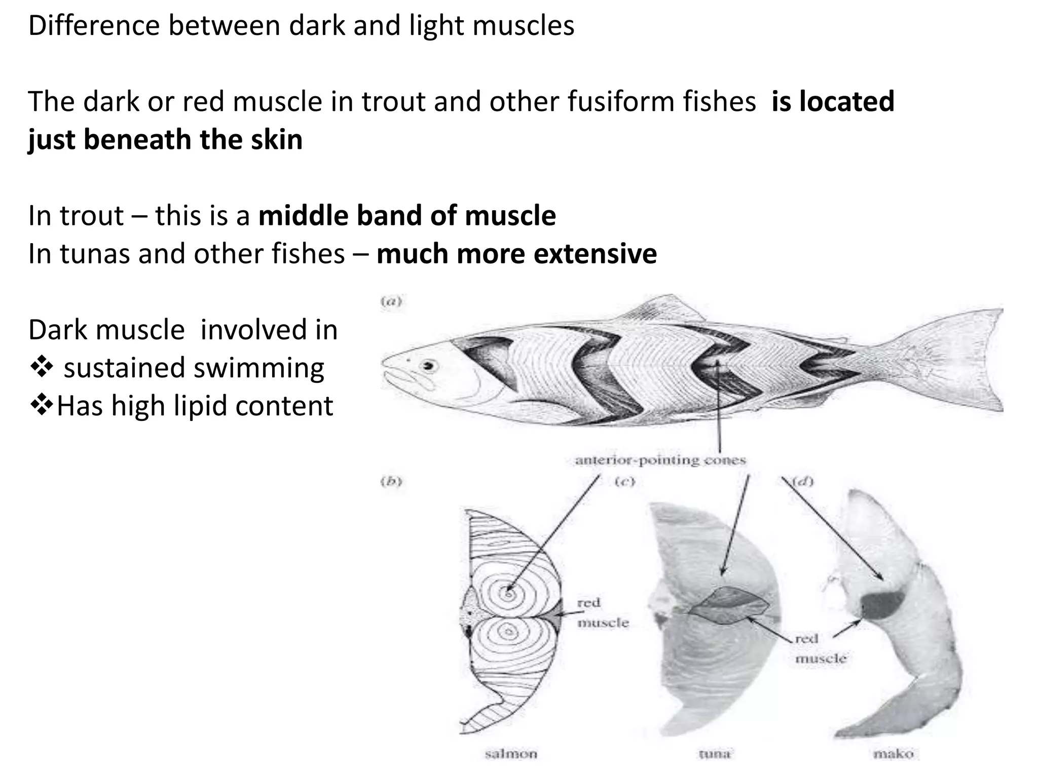 Systemic pathology - respiratory, musculoskeletal systems Of Fish | PPTX