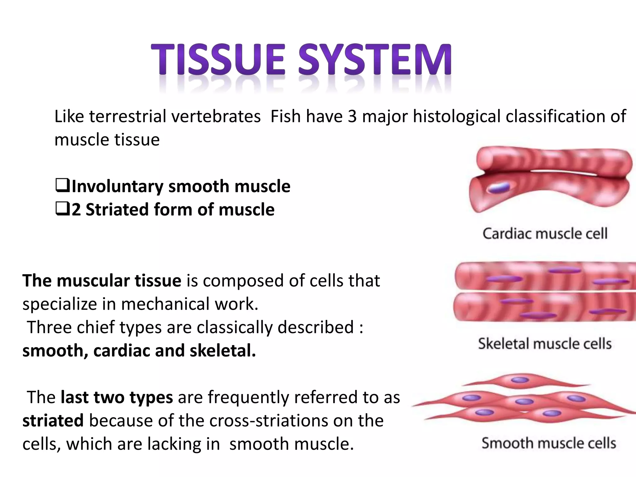 Systemic pathology - respiratory, musculoskeletal systems Of Fish | PPTX