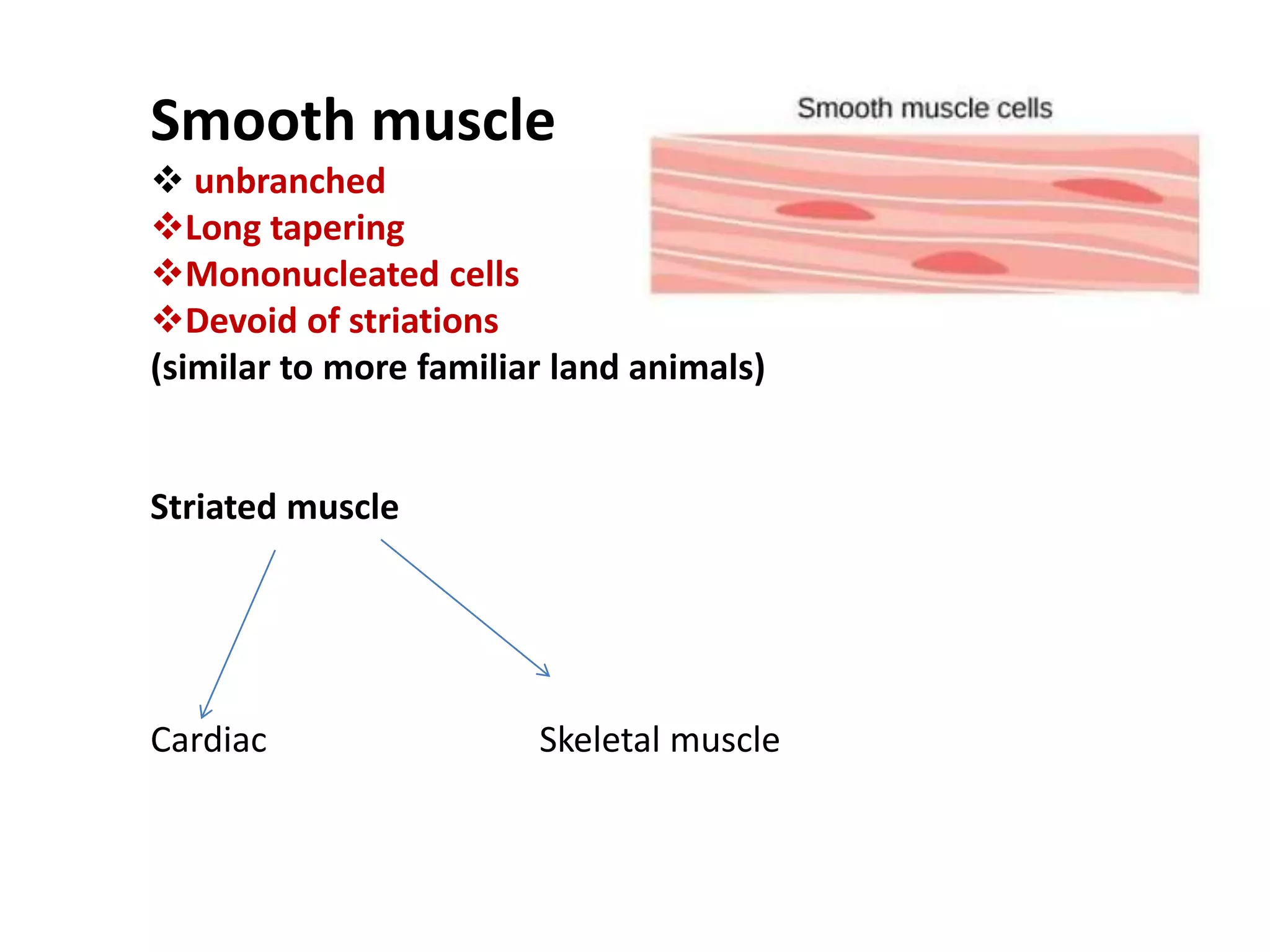 Systemic pathology - respiratory, musculoskeletal systems Of Fish | PPTX
