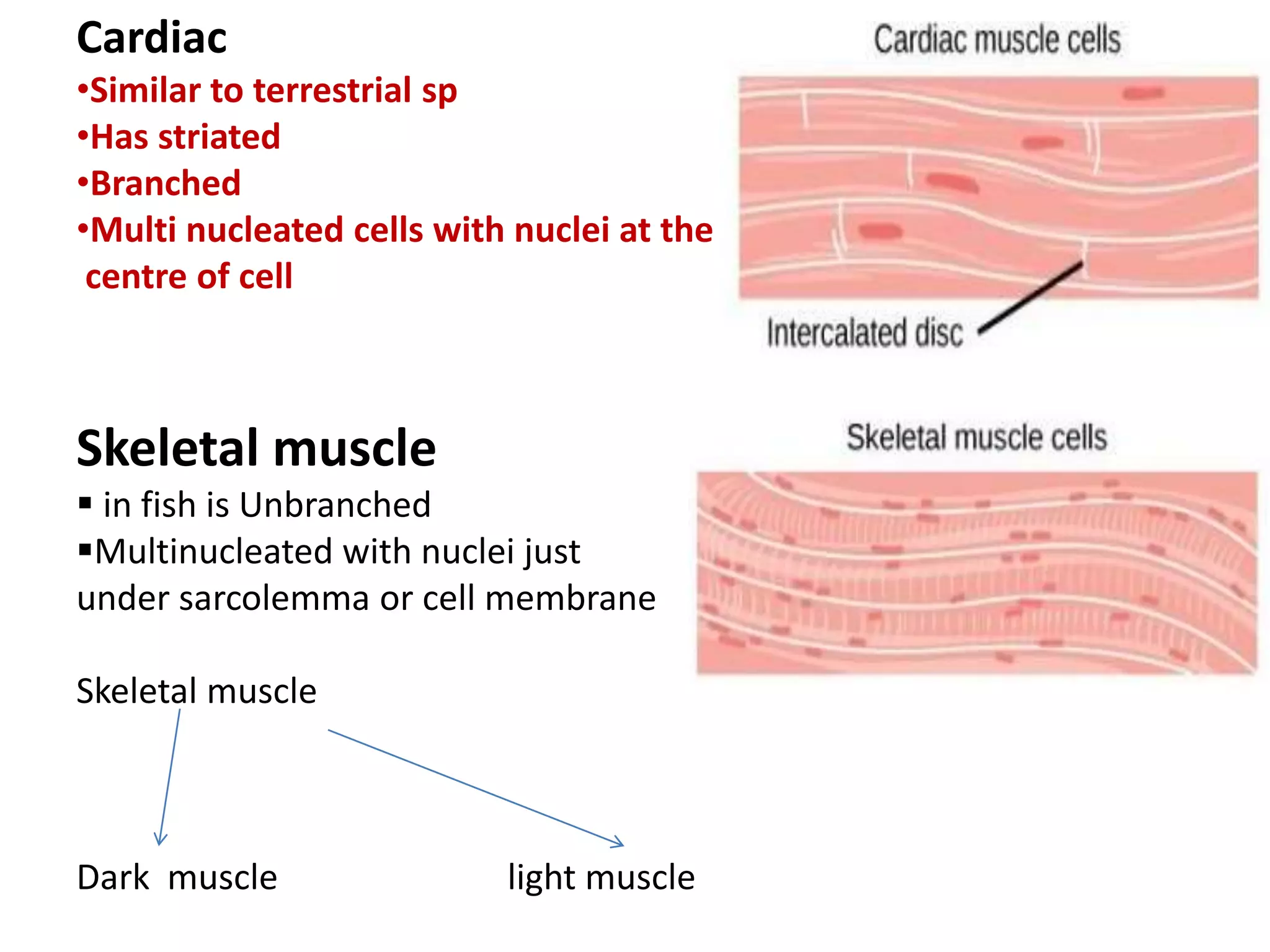 Systemic pathology - respiratory, musculoskeletal systems Of Fish | PPTX