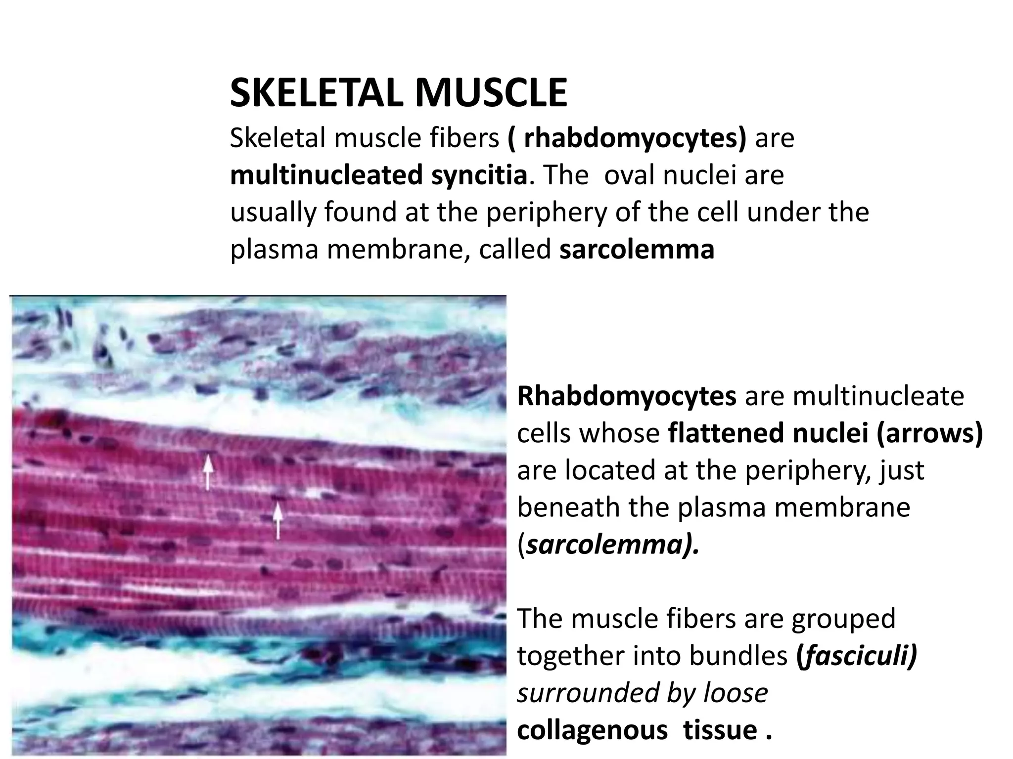 Systemic pathology - respiratory, musculoskeletal systems Of Fish | PPTX