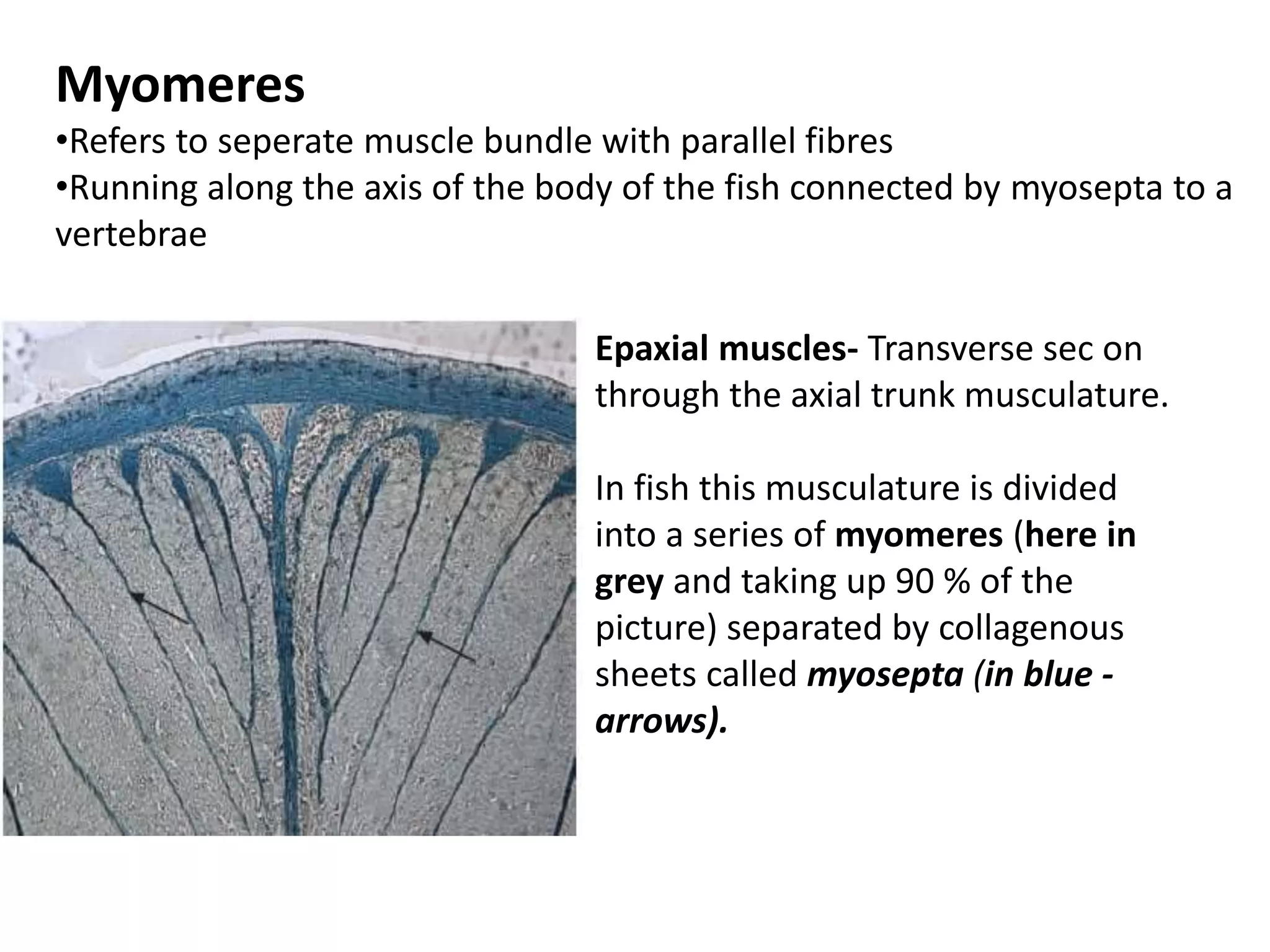 Systemic pathology - respiratory, musculoskeletal systems Of Fish | PPTX
