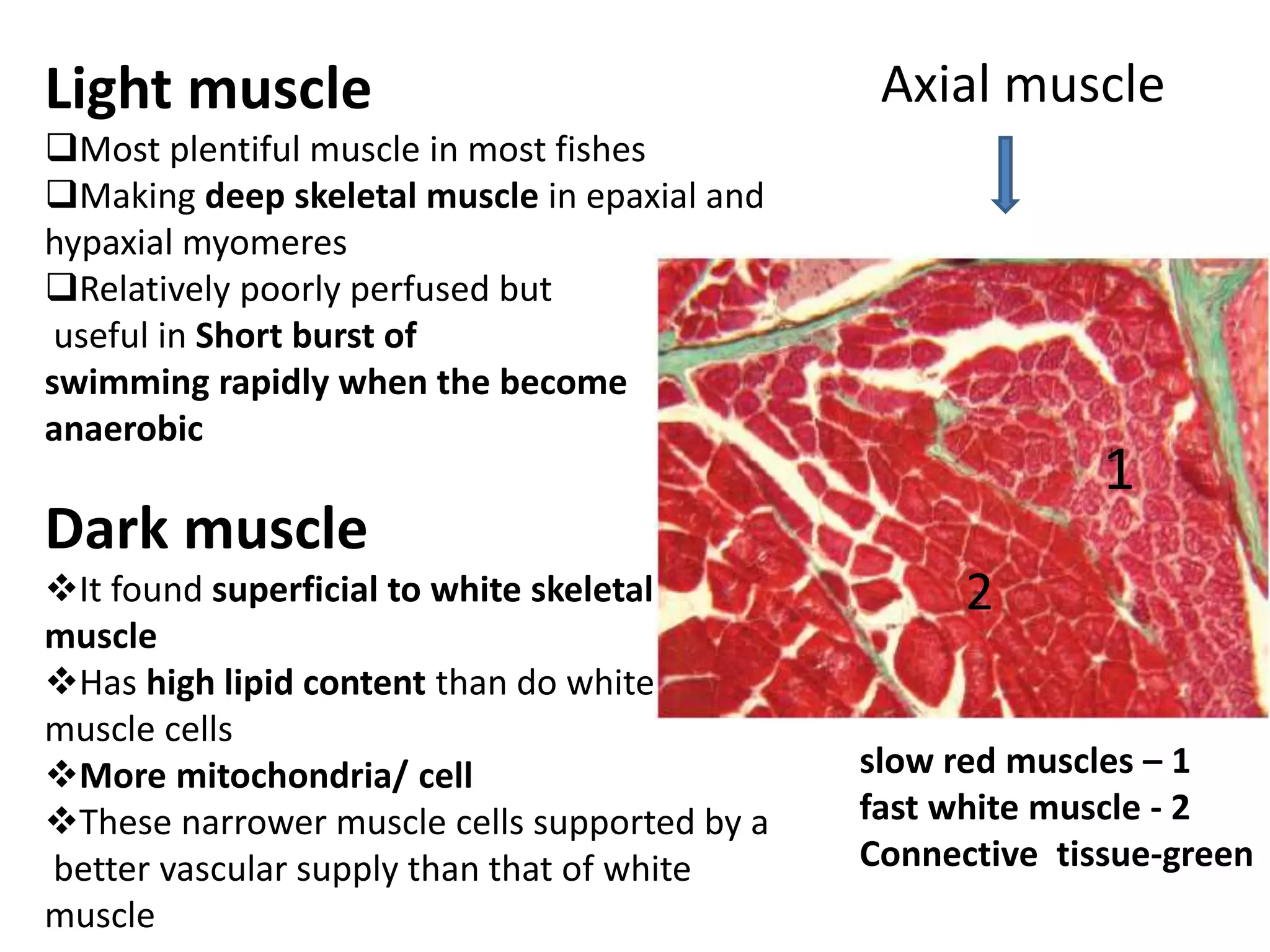Systemic pathology - respiratory, musculoskeletal systems Of Fish | PPTX