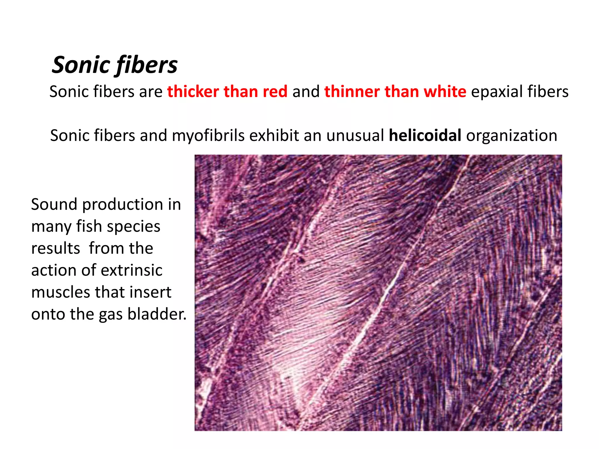 Systemic pathology - respiratory, musculoskeletal systems Of Fish | PPTX