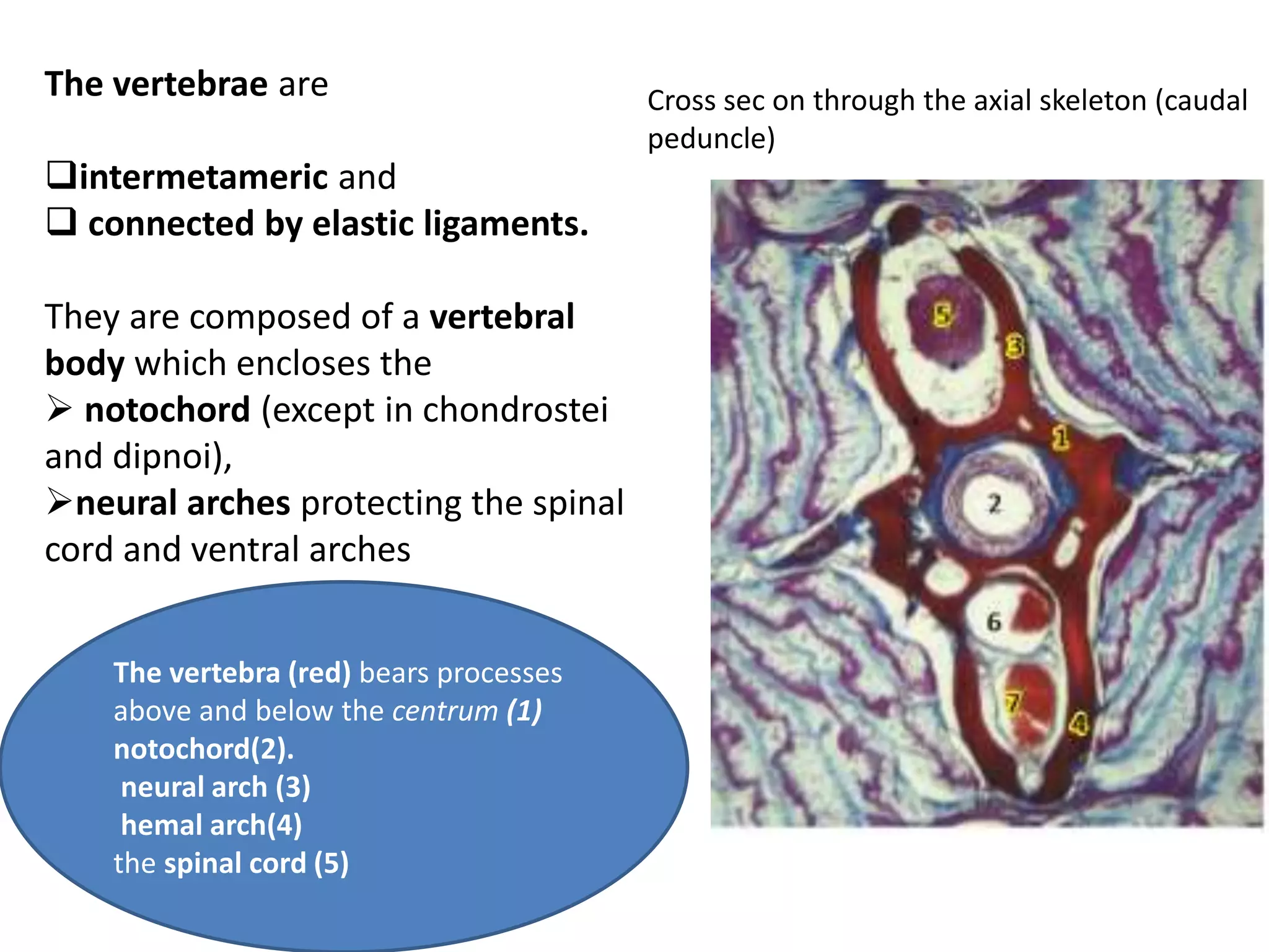 Systemic pathology - respiratory, musculoskeletal systems Of Fish | PPTX