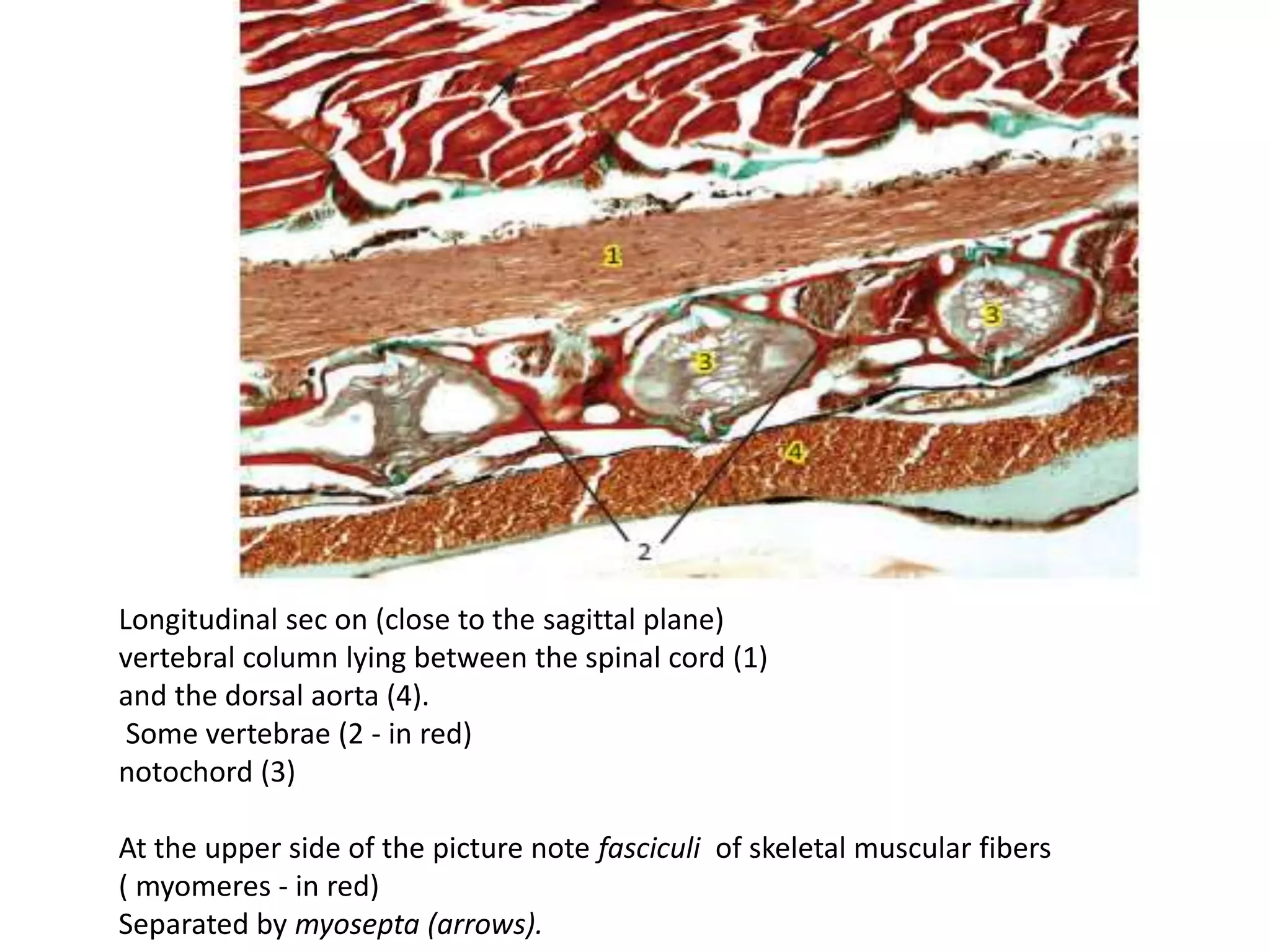 Systemic pathology - respiratory, musculoskeletal systems Of Fish | PPTX