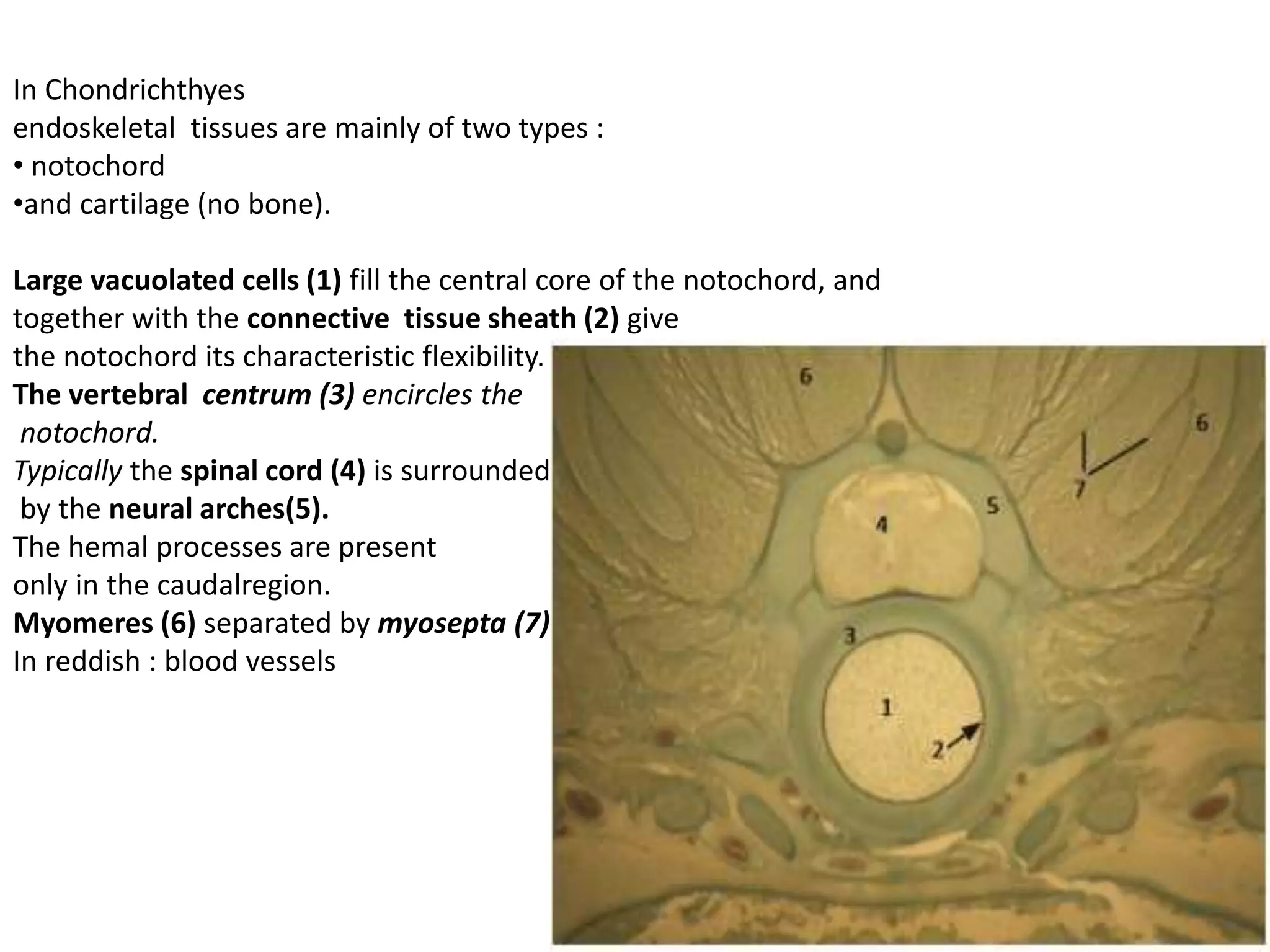 Systemic pathology - respiratory, musculoskeletal systems Of Fish | PPTX